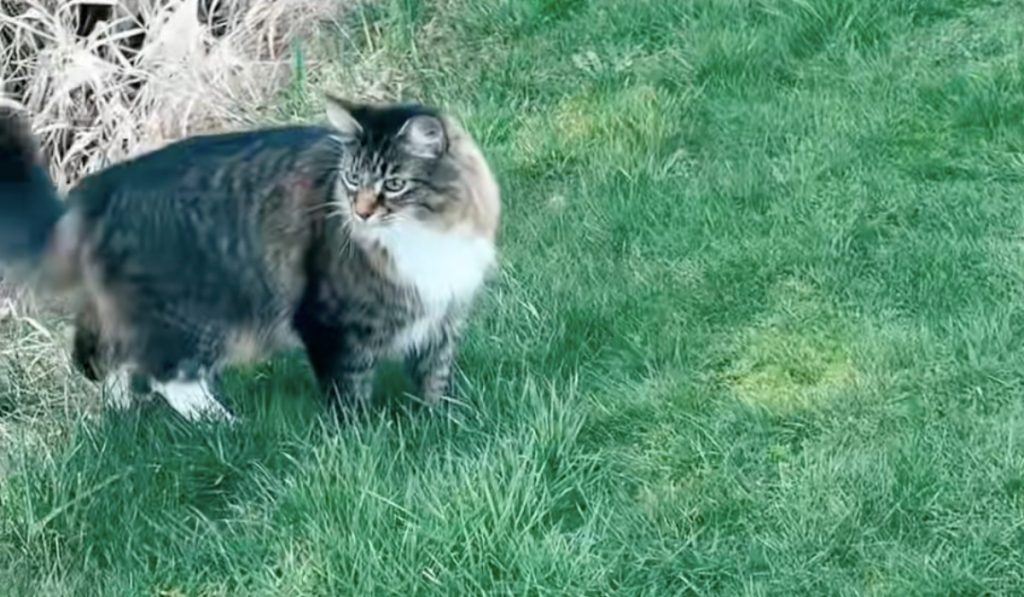PNW Daily Video Launches Border-Hopping Kitty to Stardom - PNW Daily