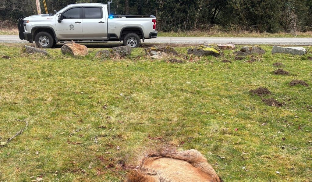 WDFW Police Seek Public Help After Elk Shot And Left To Waste - PNW Daily