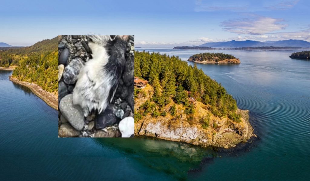 Guemes Island Carcasses Rumored to be Foxes, Not Dogs - PNW Daily