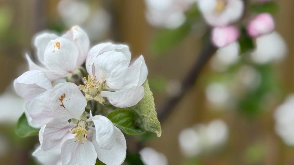 High Pollen Levels Trigger an Allergy Surge Across Washington - PNW Daily